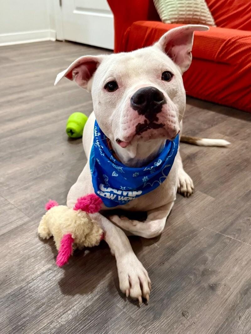 Adopt GRAYSON Today - Find Paw Pal