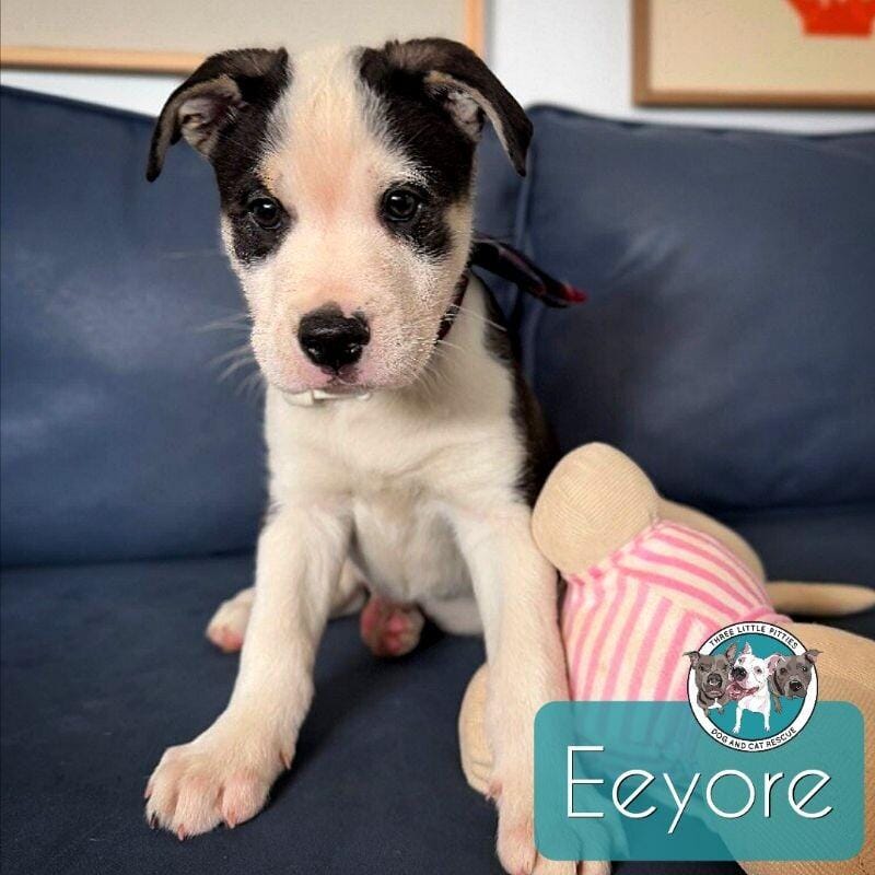 Adopt Eeyore LaPorte Today - Find Paw Pal