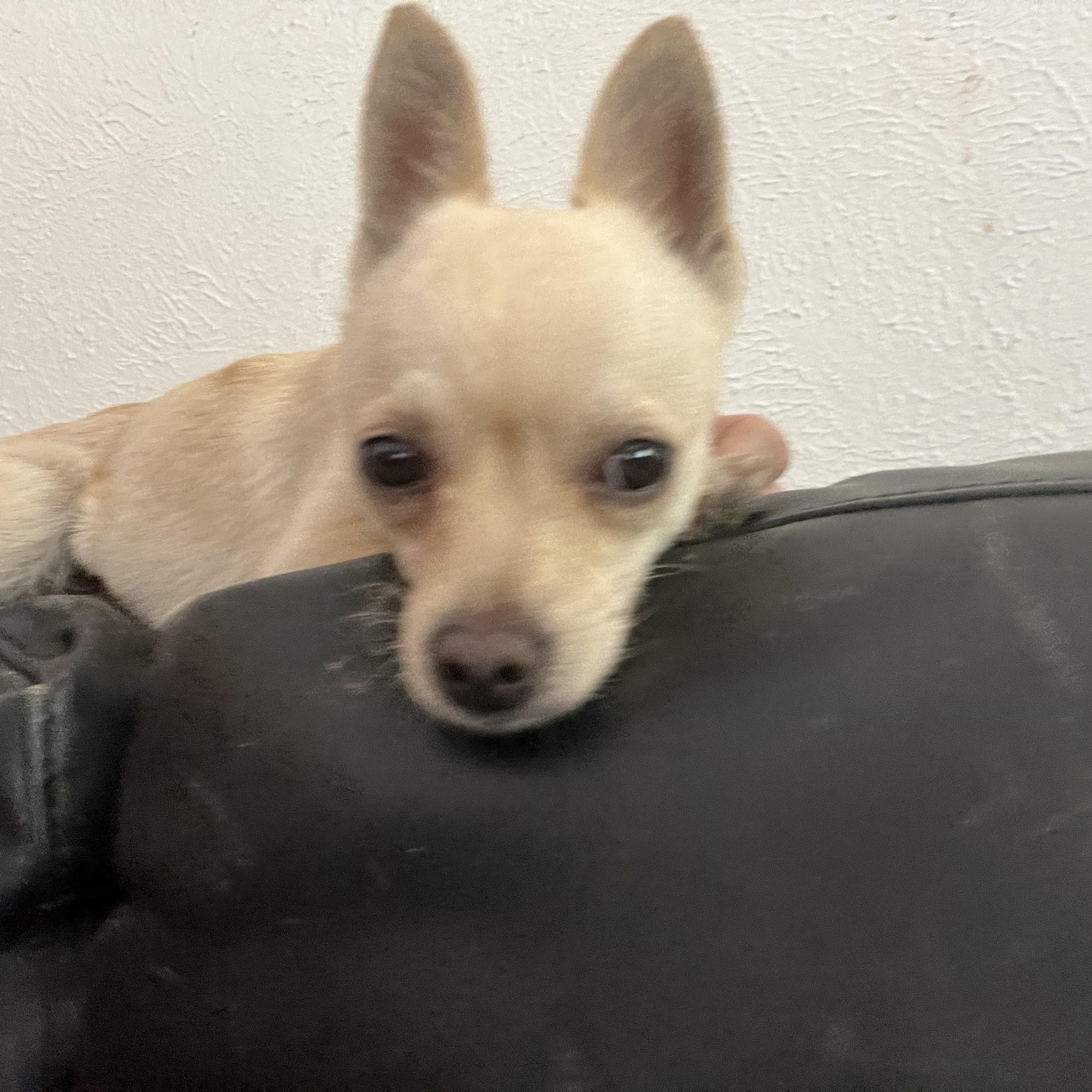 Adopt Angie Today - Find Paw Pal