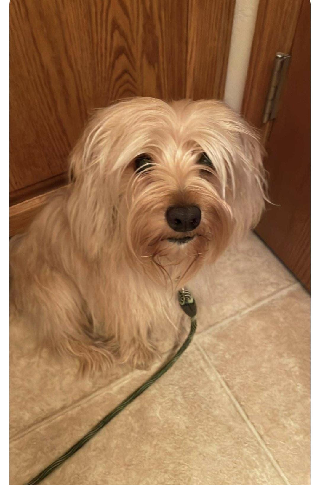Adopt Calvin Today - Pets TheCountyOffice