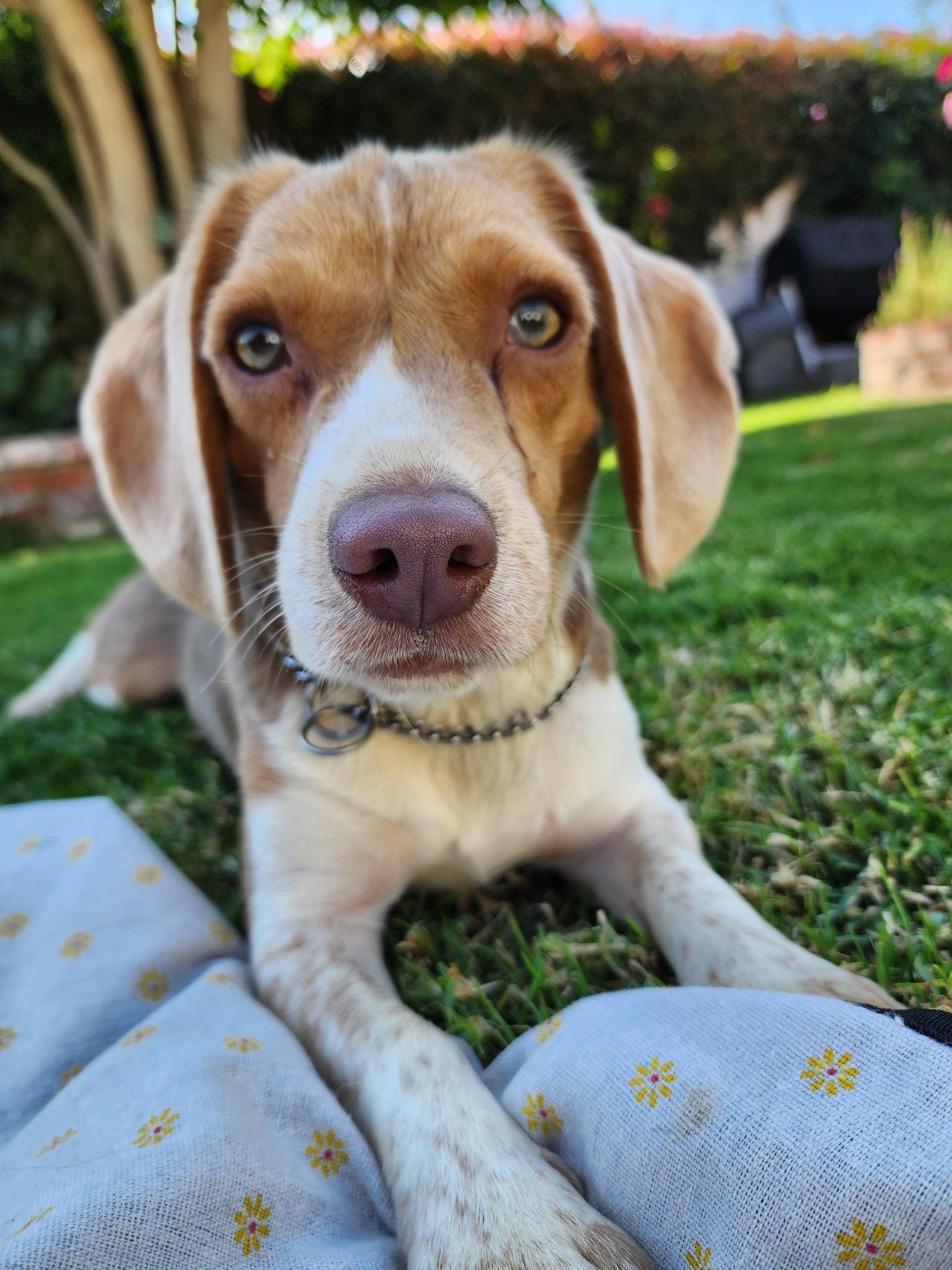 Adopt Paul Today - Find Paw Pal