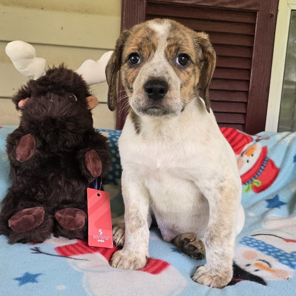 Adopt Milo (Brindle Bunch) Today - Pets TheCountyOffice