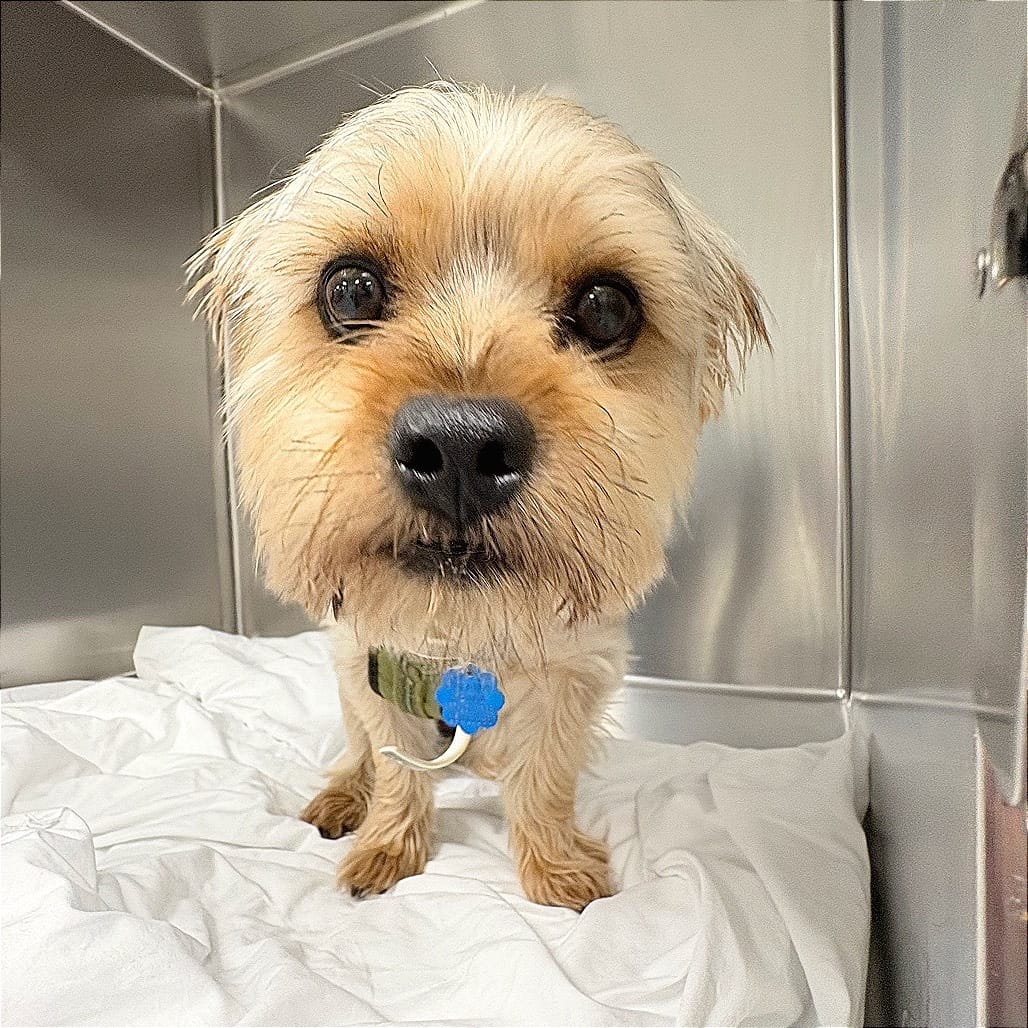 Adopt Calvin Today - Find Paw Pal
