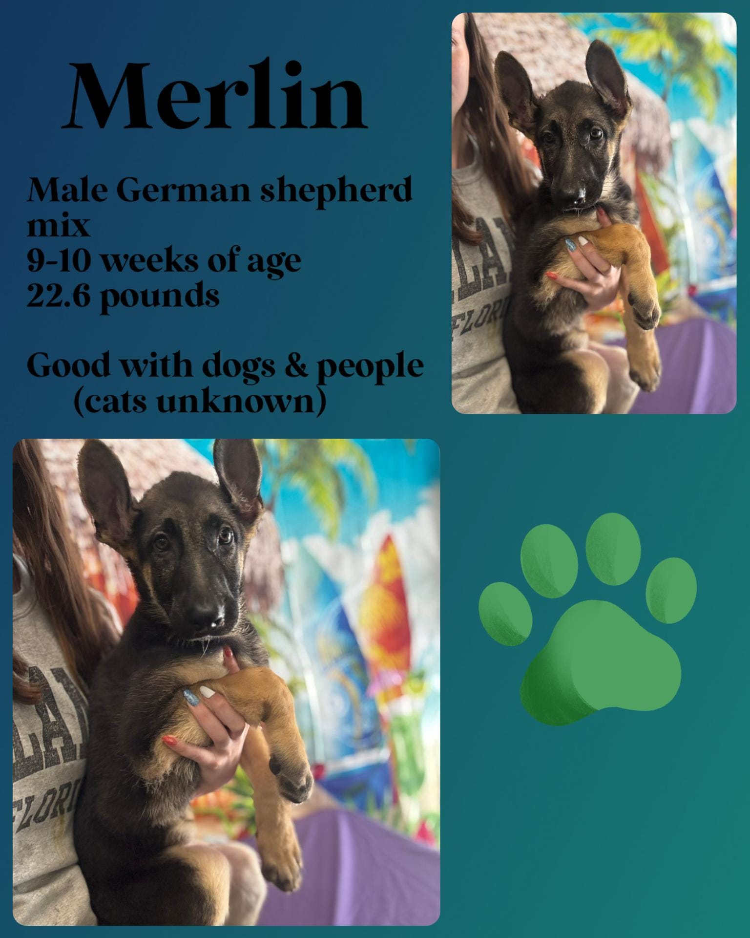 Adopt Merlin Today - Pets TheCountyOffice