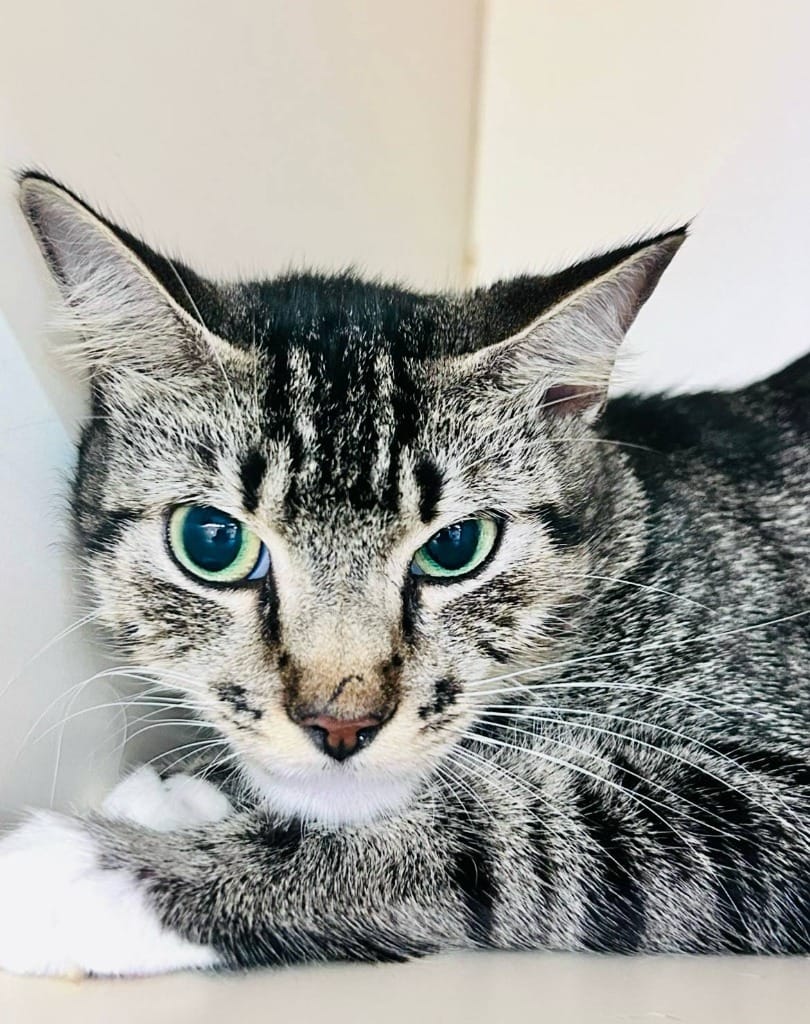 Adopt Pixie Dust Today - Pets TheCountyOffice