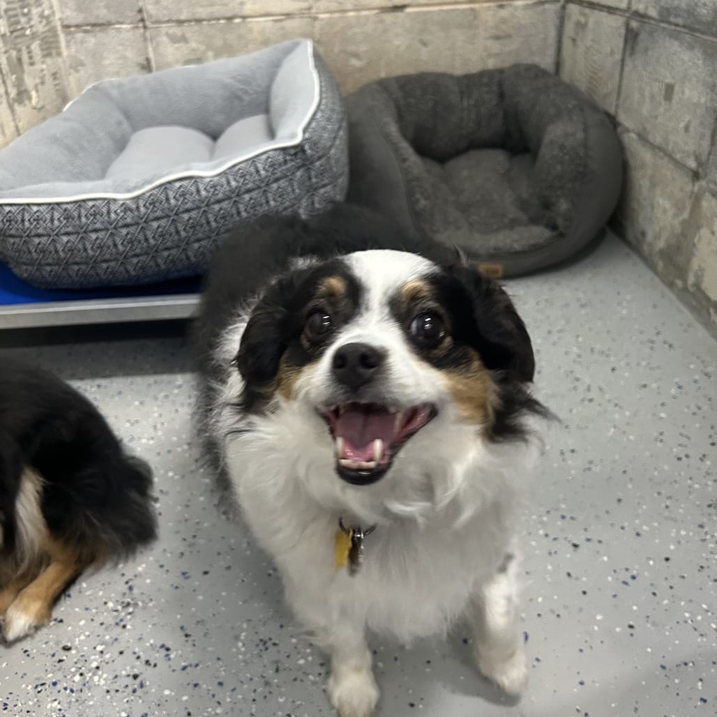 Adopt Callie Today - Find Paw Pal