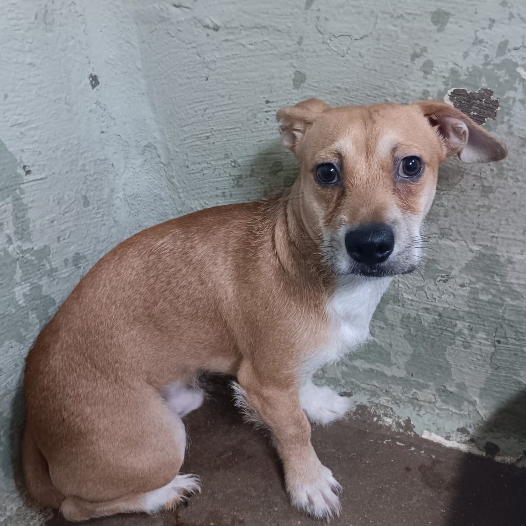 Adopt Golden Boy Today - Find Paw Pal