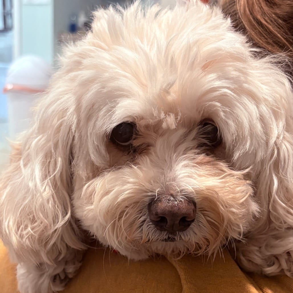 Adopt Connie Today - Find Paw Pal