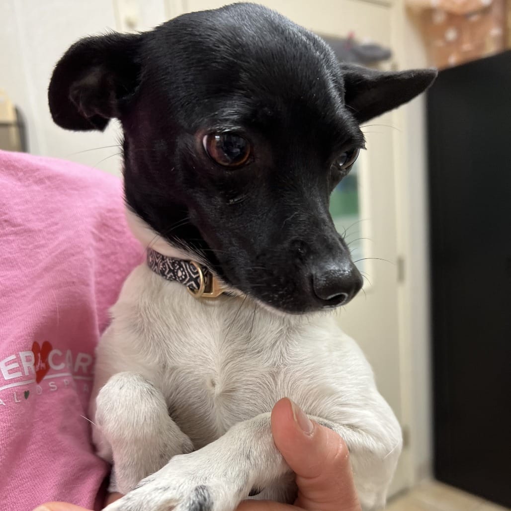 Adopt Priscilla Today - Find Paw Pal