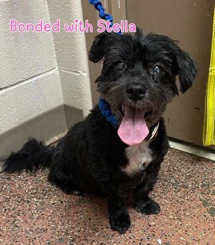 Adopt Houston Today - Pets TheCountyOffice