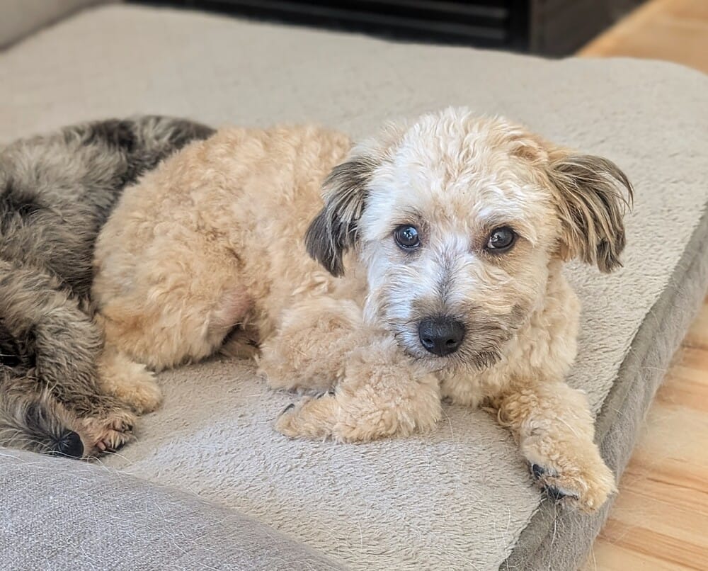 Adopt Chewbacca Today - Pets TheCountyOffice