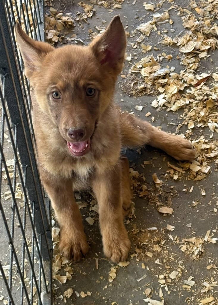 Adopt Jessie Today - Find Paw Pal