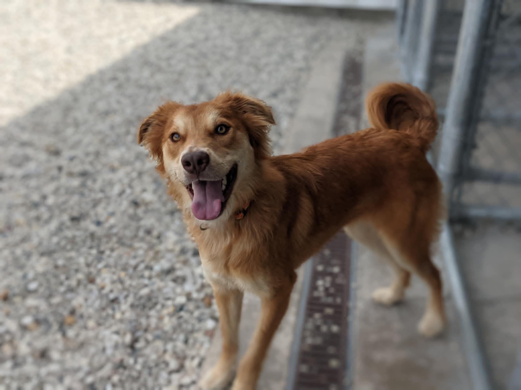 Adopt Sunny Today - Find Paw Pal