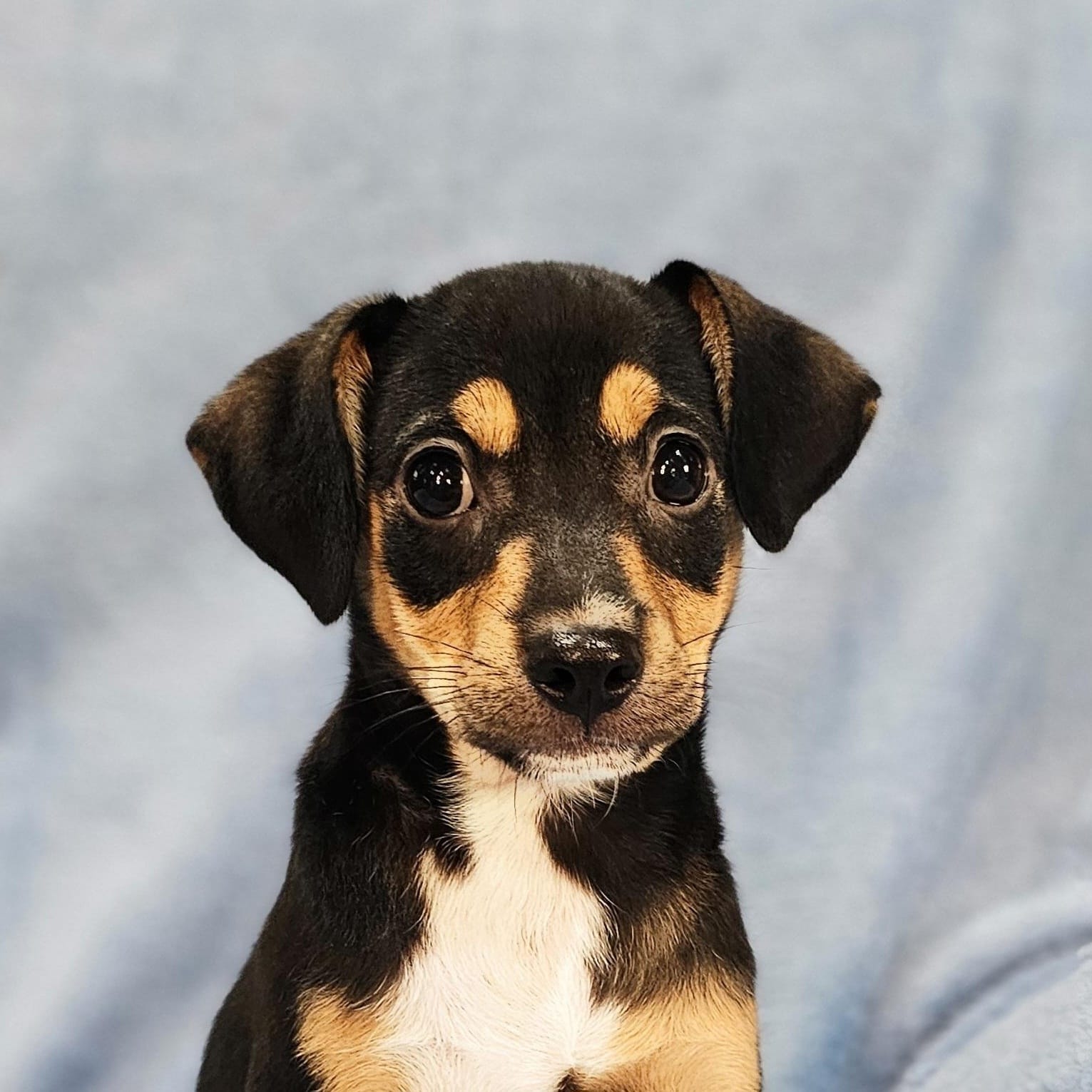 Adopt Anna Today - Pets TheCountyOffice