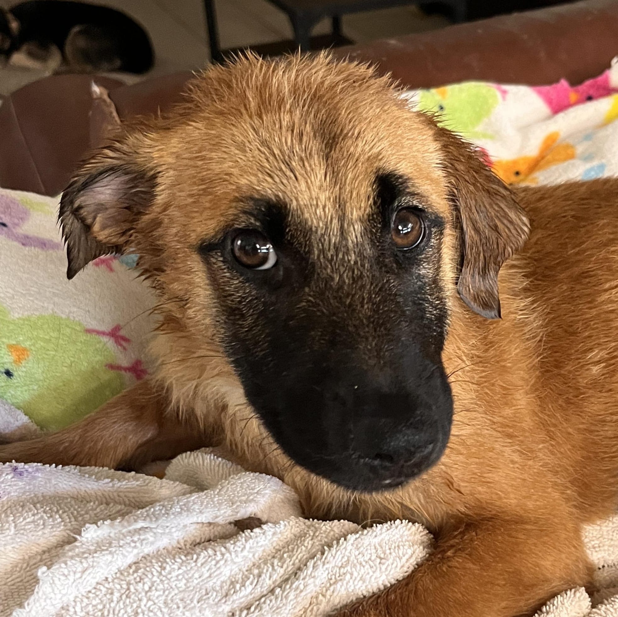 Adopt Lulu Today - Pets TheCountyOffice