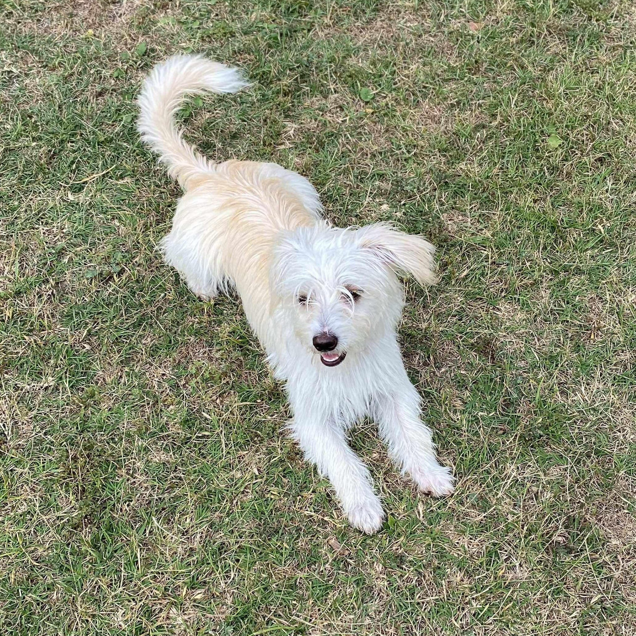 Adopt Gigi Today - Pets TheCountyOffice
