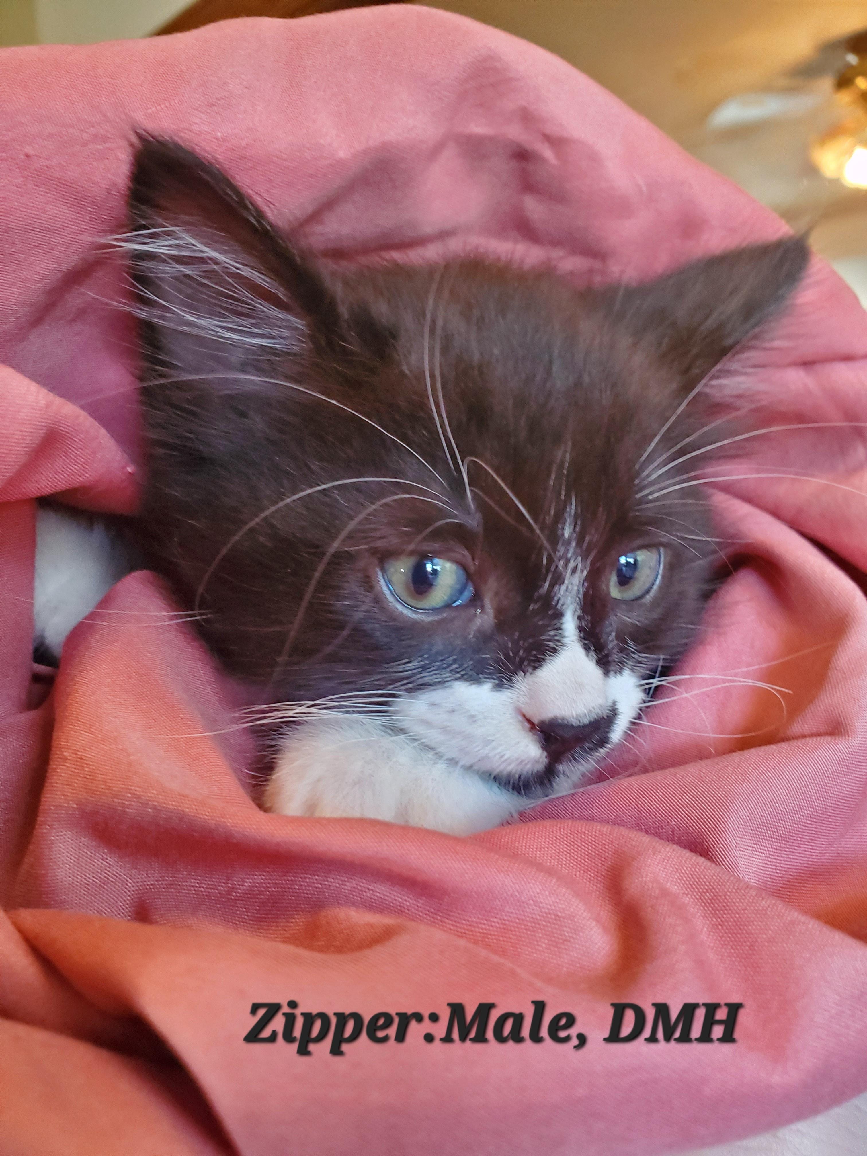 Adopt Zipper Today - Pets TheCountyOffice