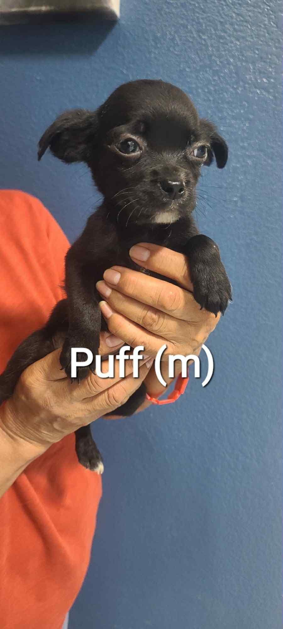 Adopt Puff Today - Pets TheCountyOffice