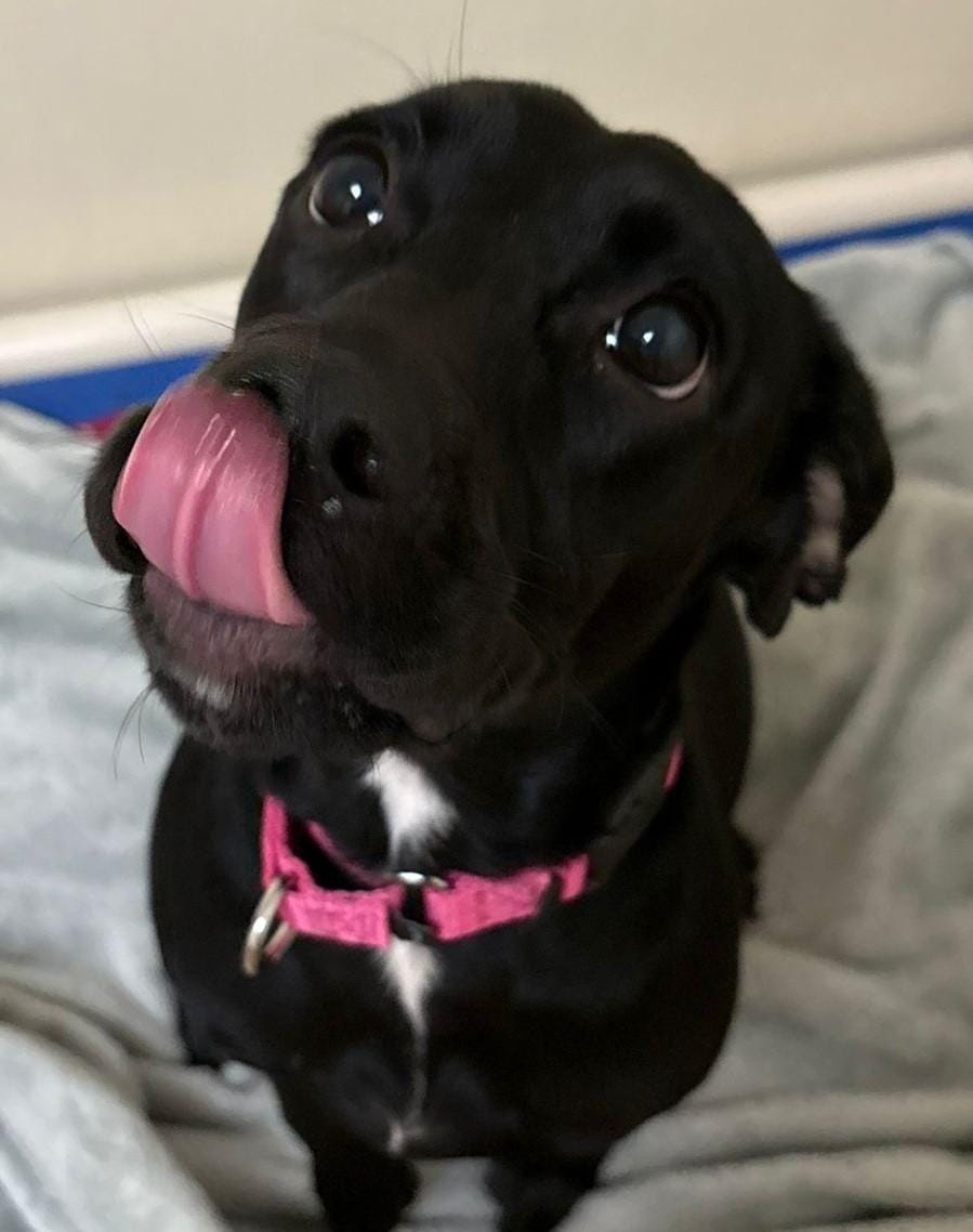 Adopt Mabel Today - Pets TheCountyOffice