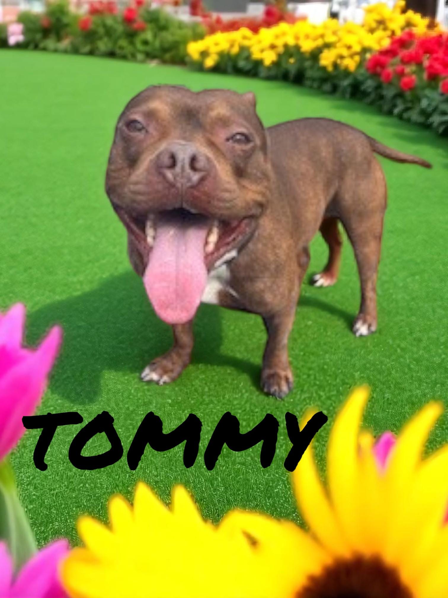 Adopt Tommy Today - Pets TheCountyOffice