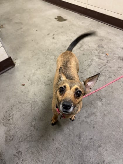 Adopt Wendy Today - Pets TheCountyOffice
