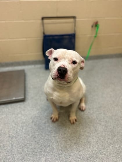 Adopt Colonel Sanders Today - Pets TheCountyOffice