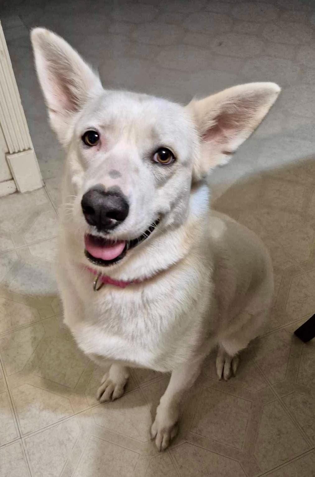 Adopt Patty Today - Pets TheCountyOffice