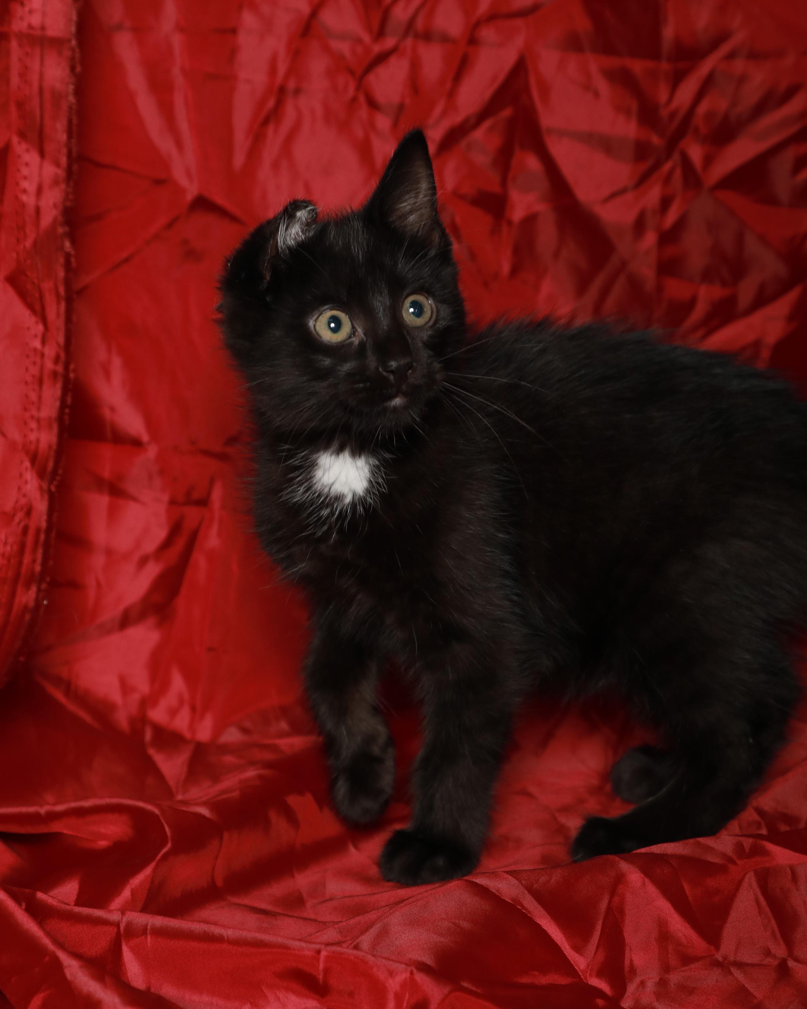 Adopt Nemo Today - Find Paw Pal