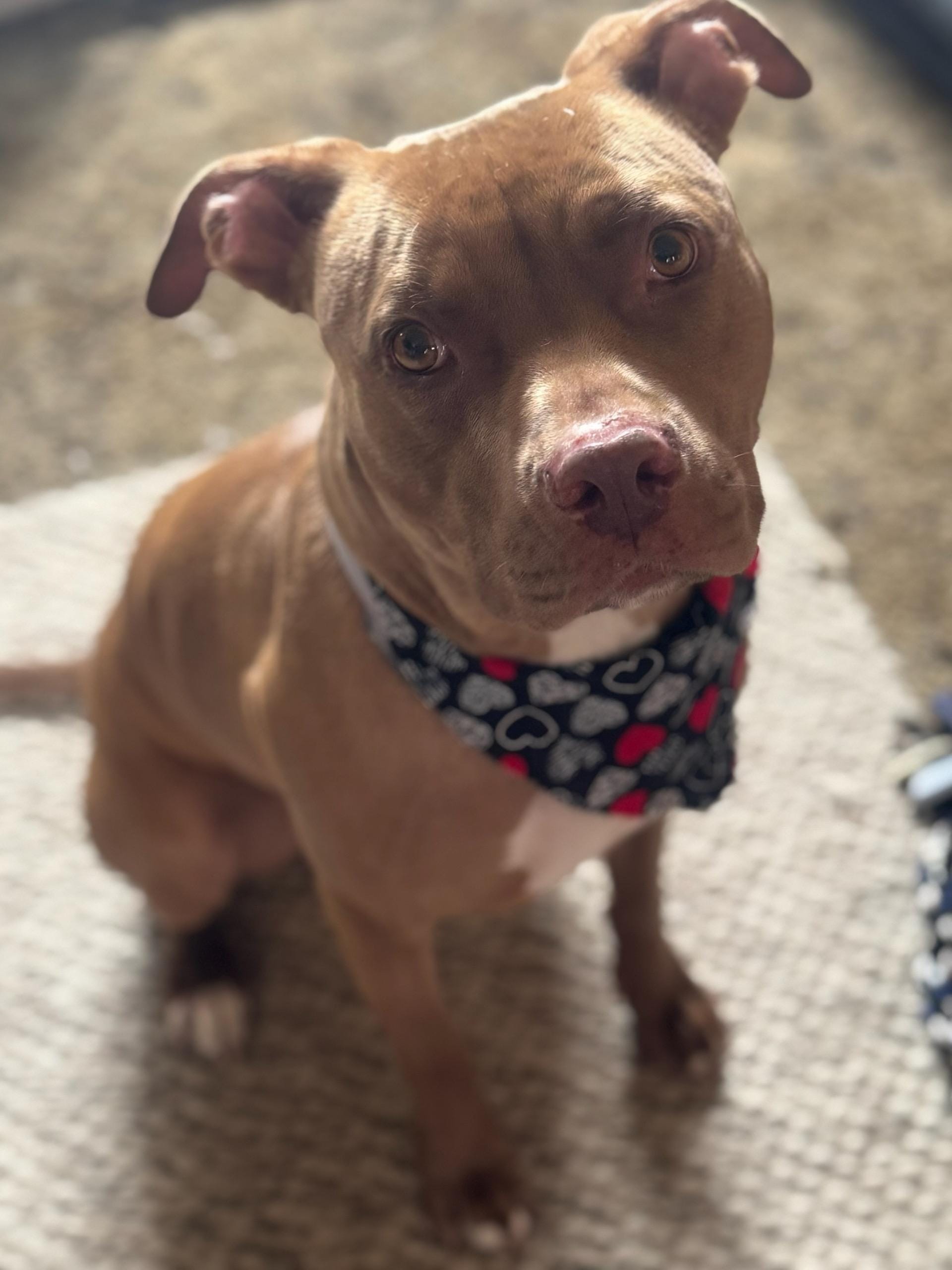 Adopt the Ideal Dog Near You - Find Paw Pal