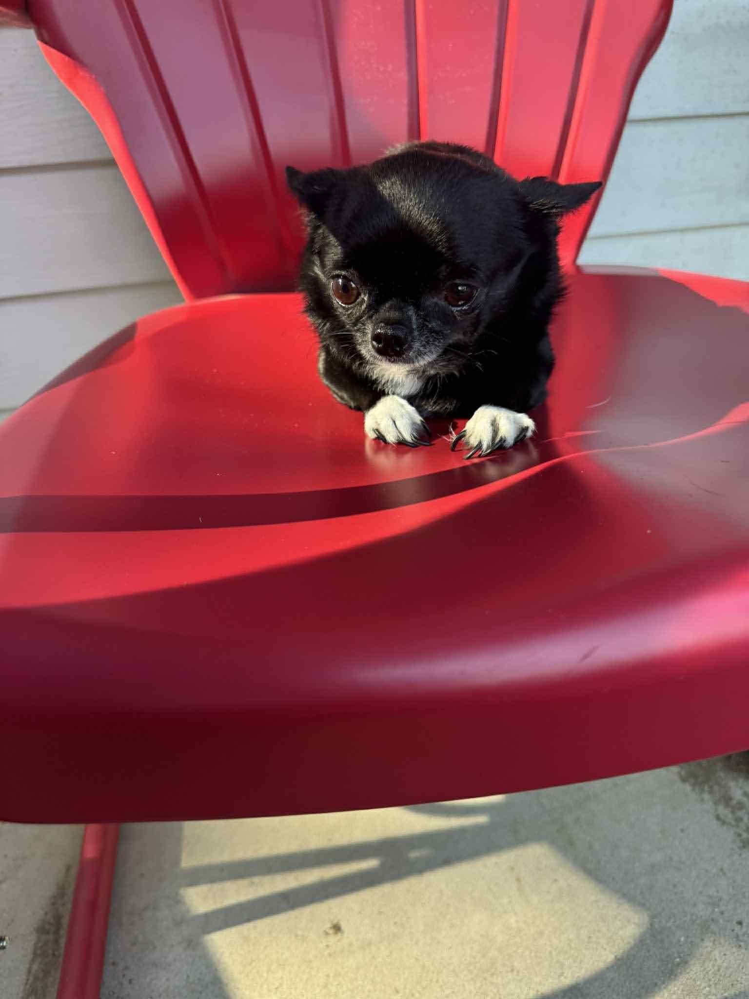 Adopt Pepe & Oxana (Bonded Pair) Today - Find Paw Pal