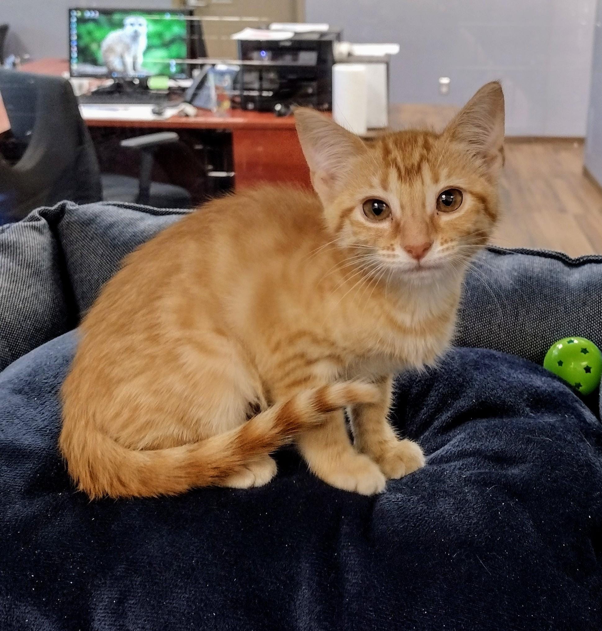 Adopt Merida Today - Find Paw Pal