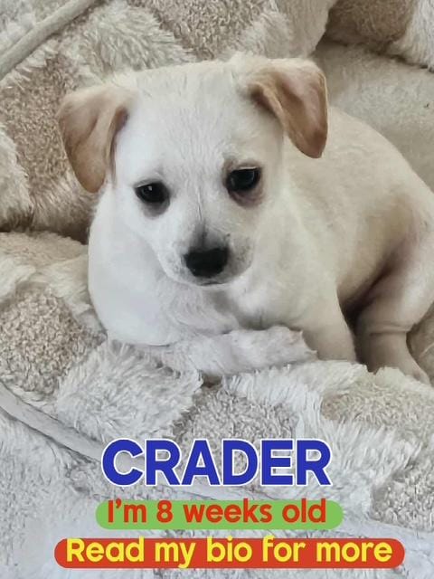 Adopt Crader (FOSTER TO ADOPT) Today - Find Paw Pal