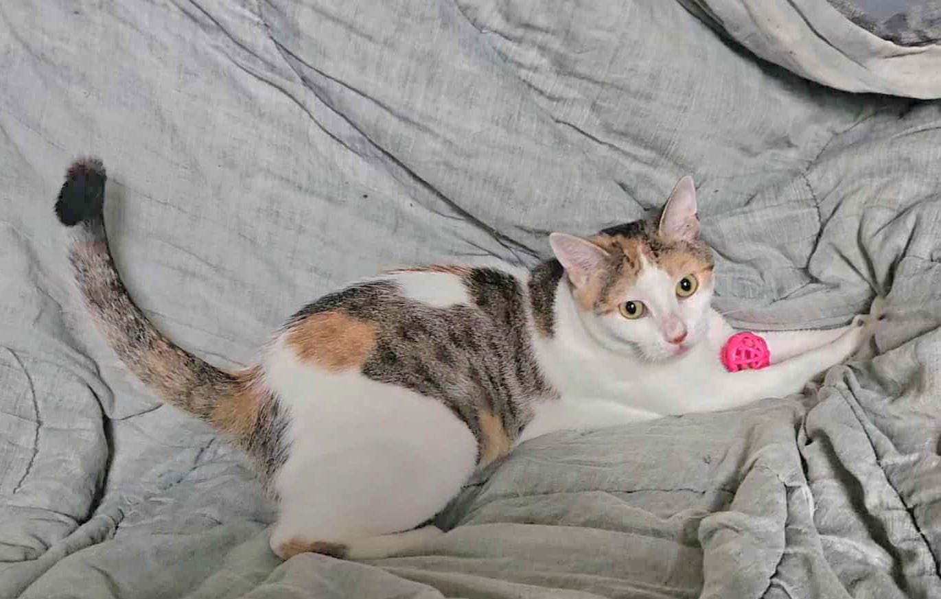 Adopt Bella - Gorgeous calico tabby Today - Find Paw Pal