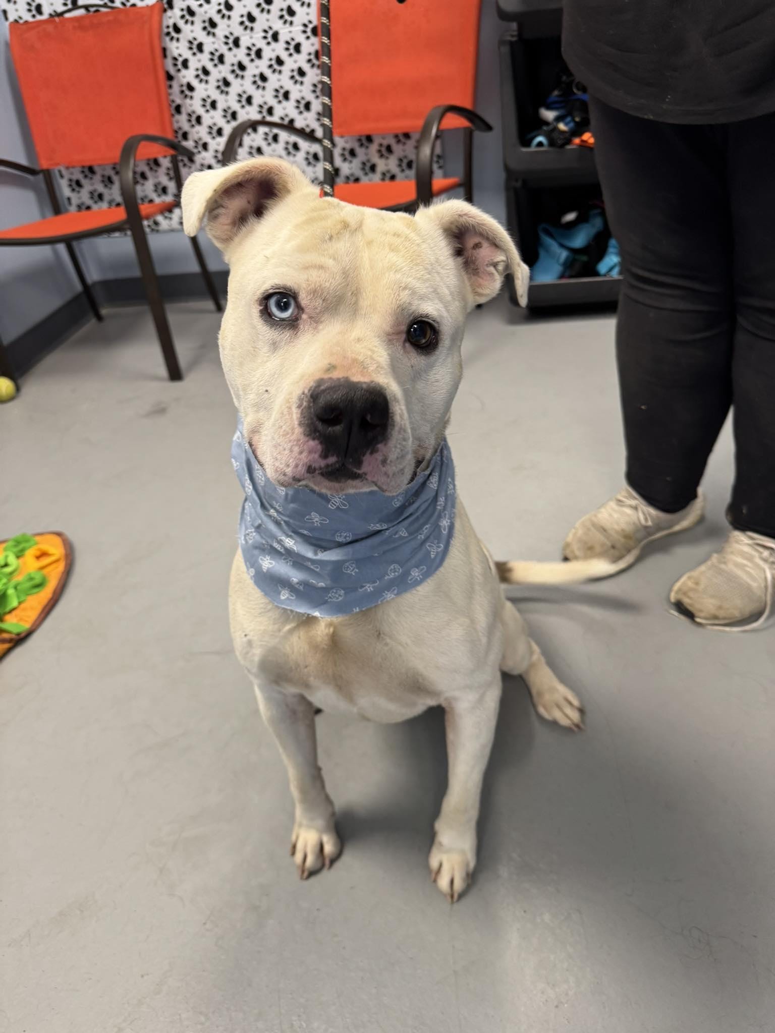 Adopt Gus Today - Find Paw Pal