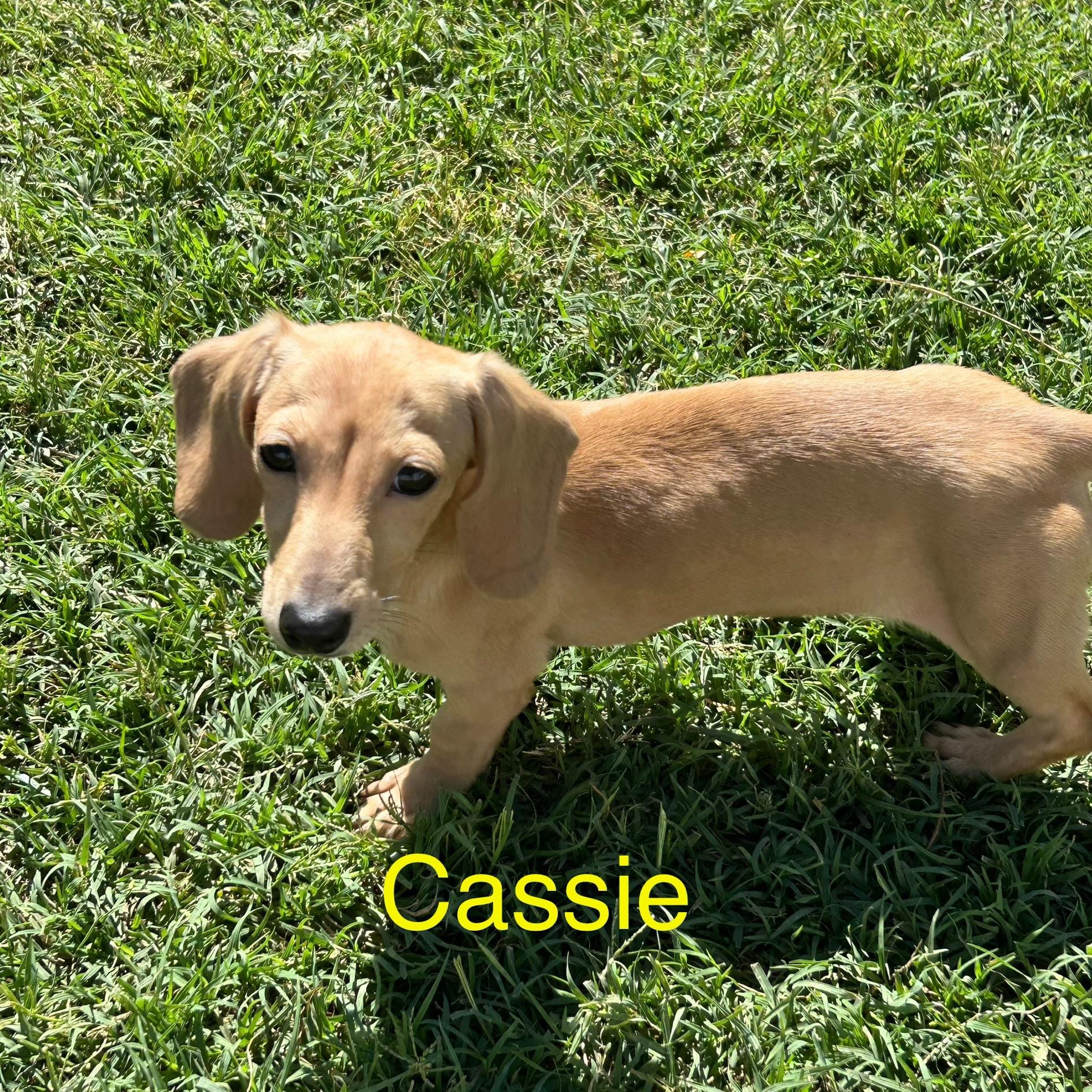 Adopt Cassie Today - Pets TheCountyOffice