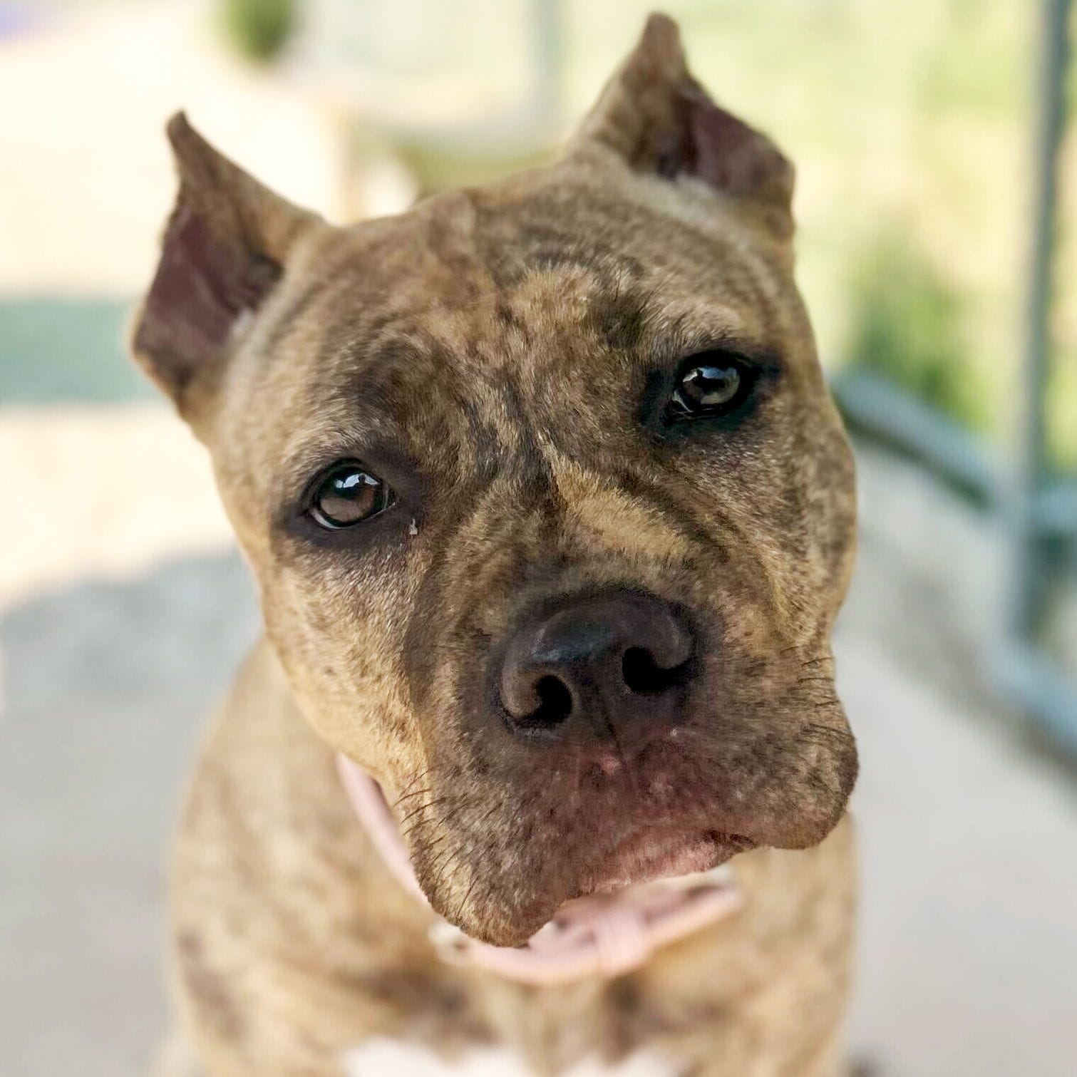 Adopt Charlie Today - Find Paw Pal