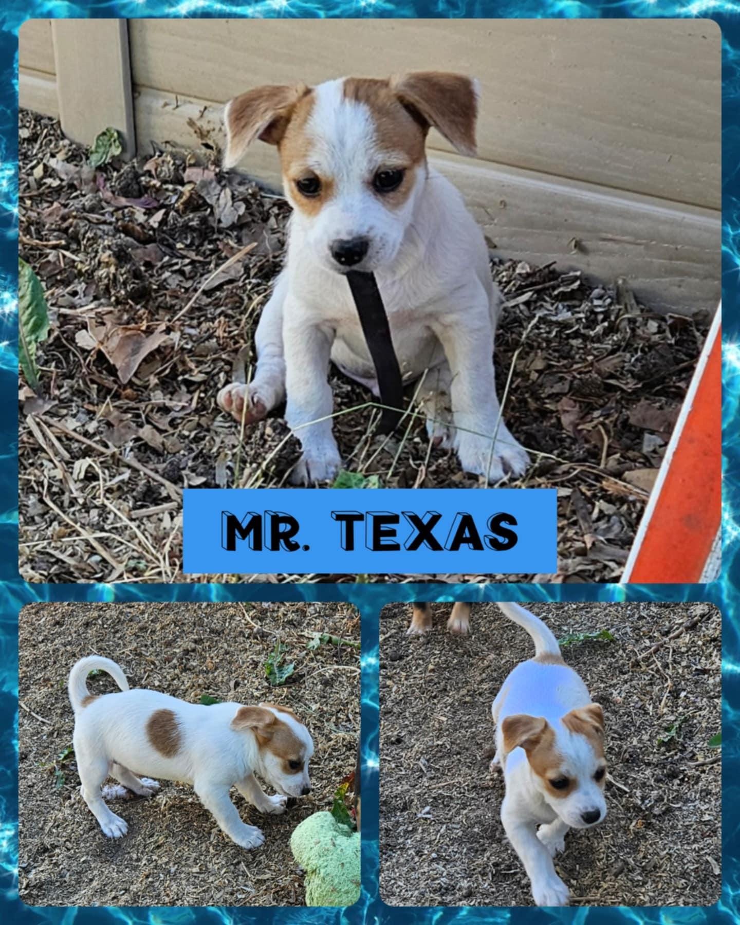 Adopt Texas Today - Find Paw Pal