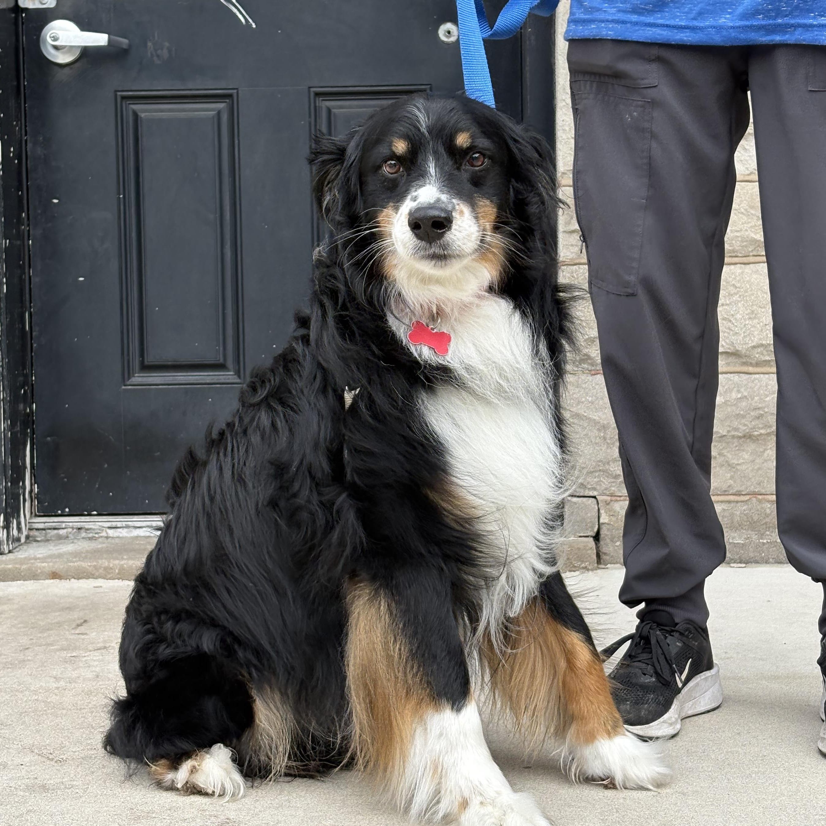 Adopt Cragger GUPPY! Today - Find Paw Pal