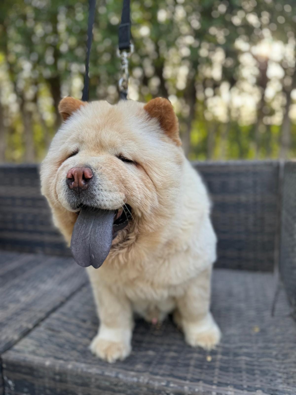 Adopt Coco the Chow from Kuwait Today - Find Paw Pal