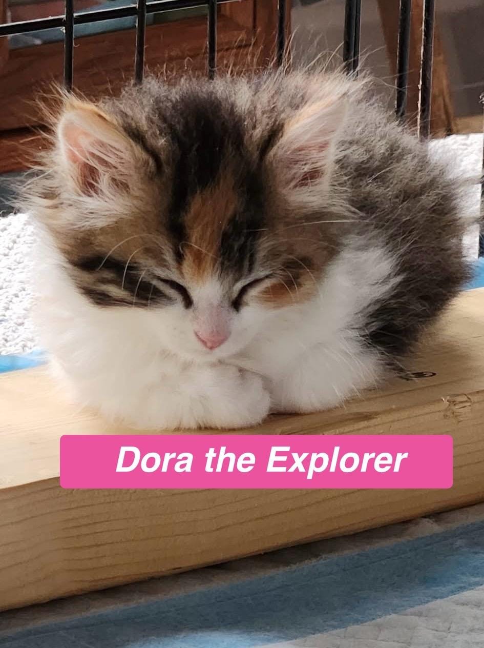 Adopt Dora the Explorer - Cartoon Kittens Today - Find Paw Pal