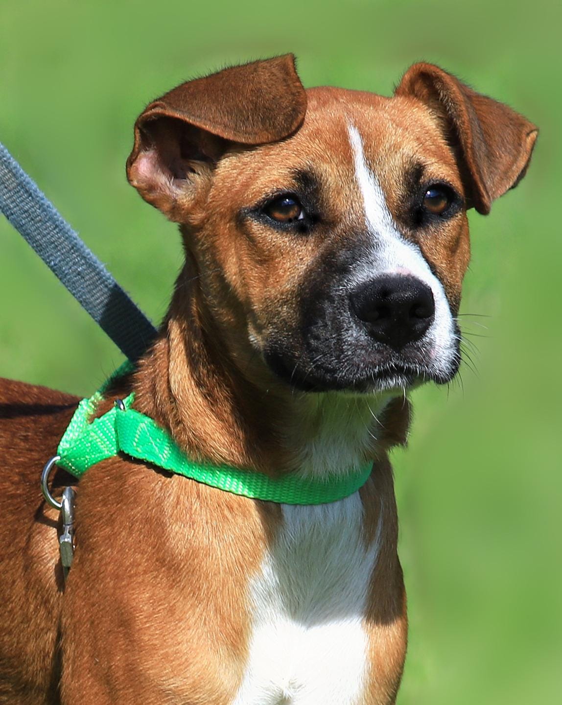 Adopt Jessie Today - Find Paw Pal