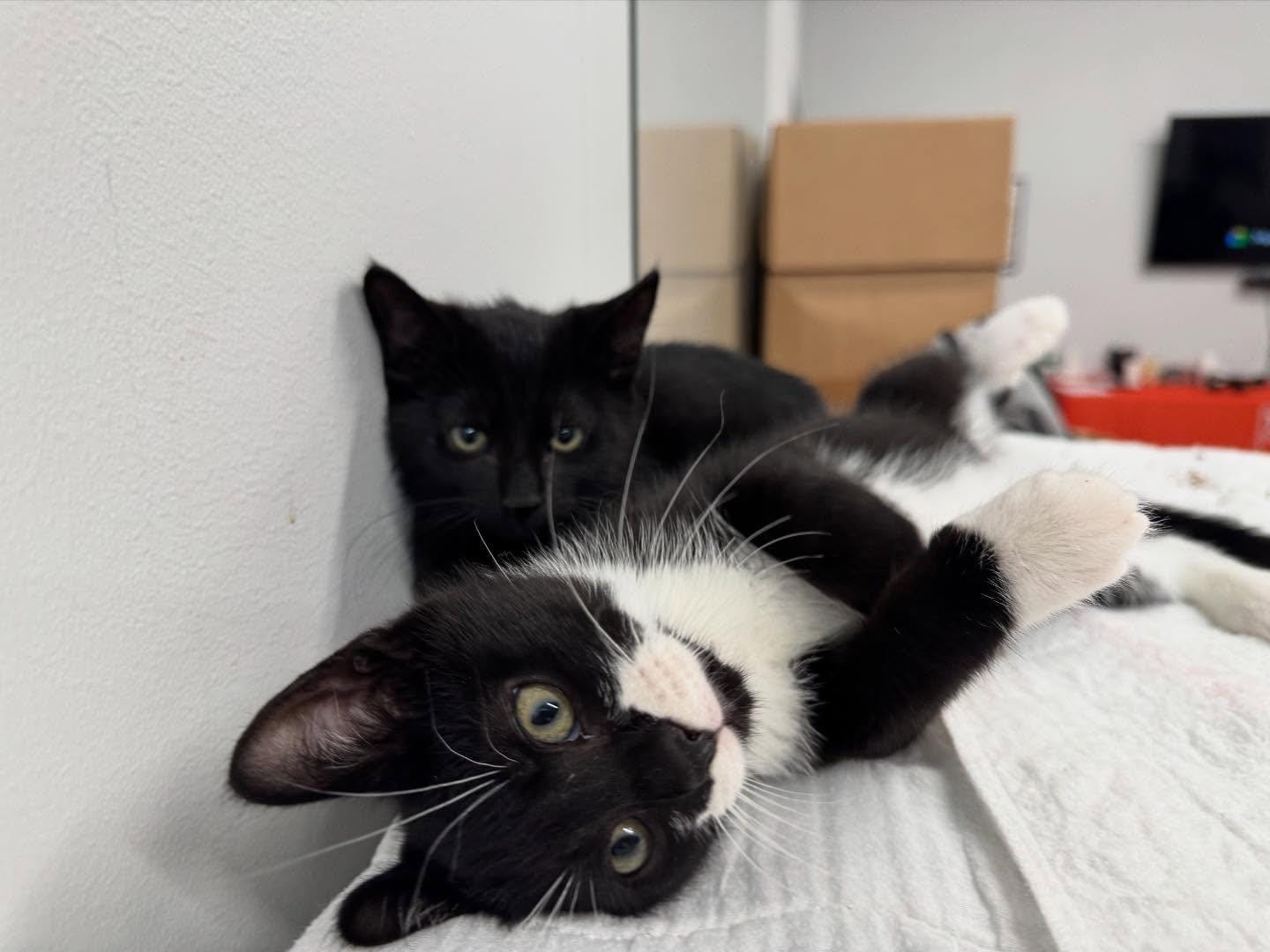 Adopt Chet Ubetcha & Chester McBadbat Today - Find Paw Pal