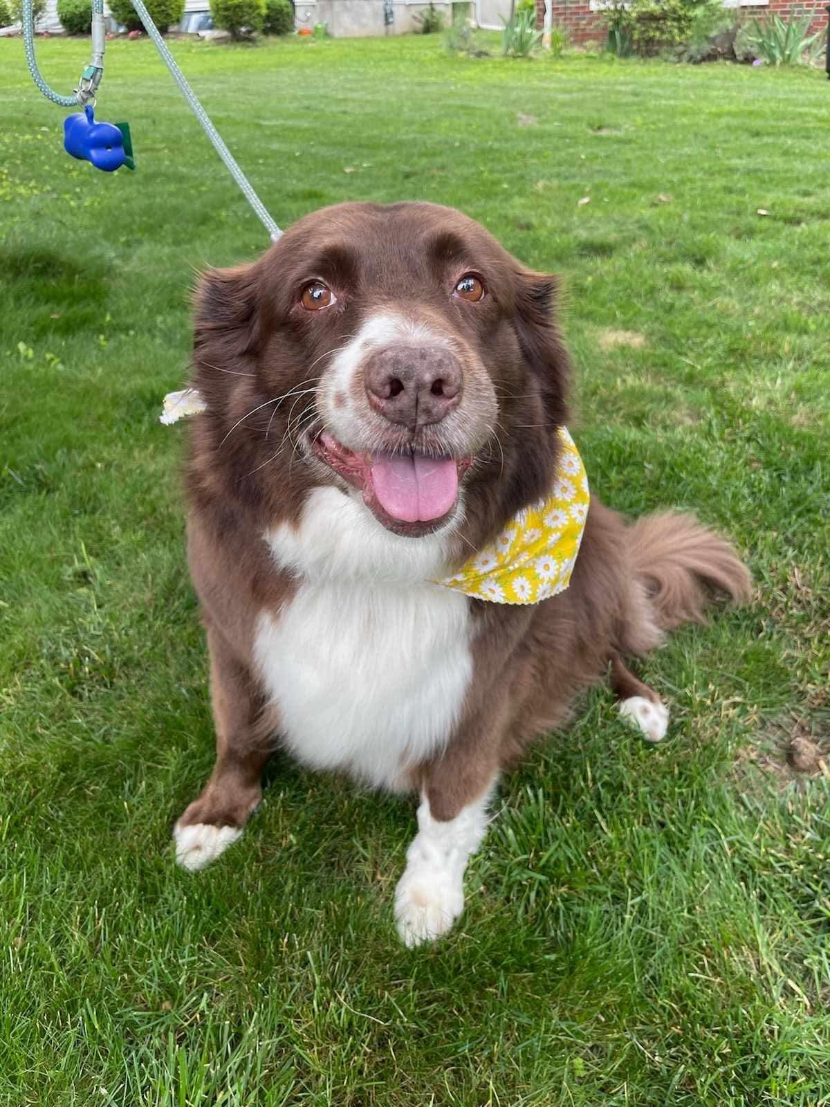 Adopt Molly (Foster or Adopter Needed!) Today - Find Paw Pal