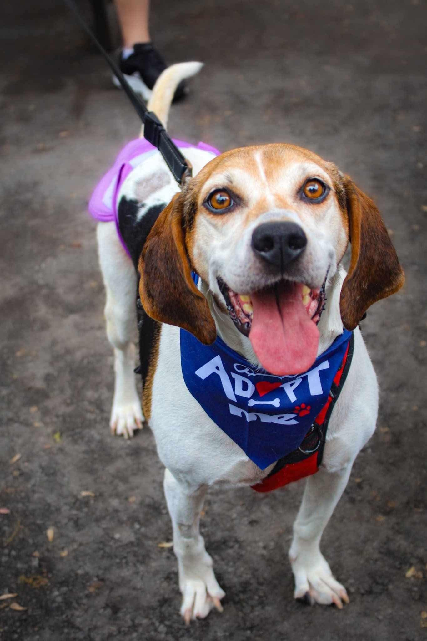 Adopt Peaches Today - Find Paw Pal