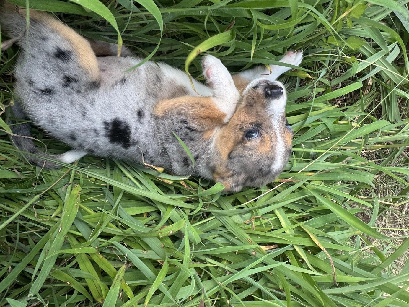 Adopt LADY POPPY SNAPDRAGON Today - Find Paw Pal