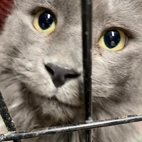 Adopt Calleigh, Russian Blue, female Today - Pets TheCountyOffice