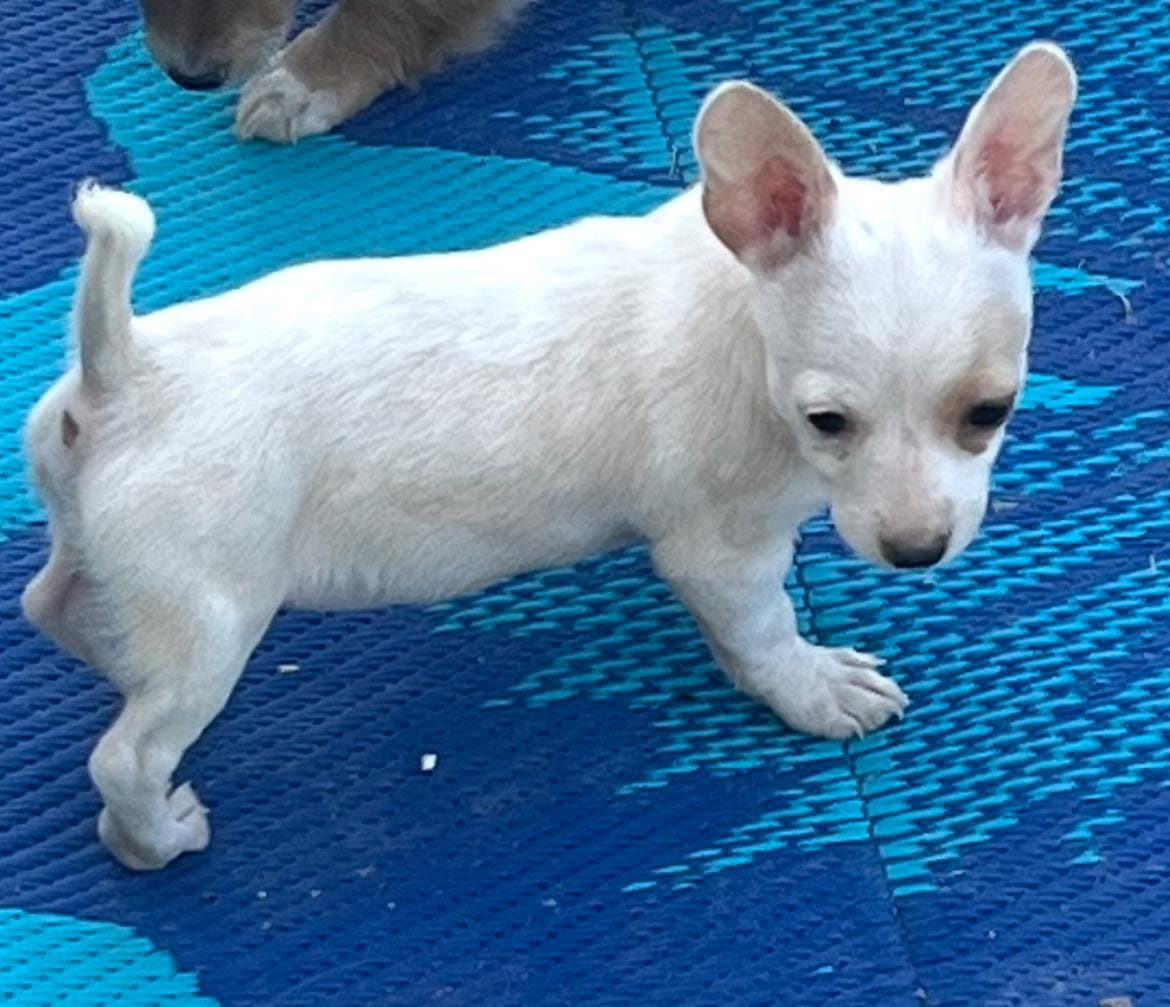 Adopt Pixie Today - Find Paw Pal