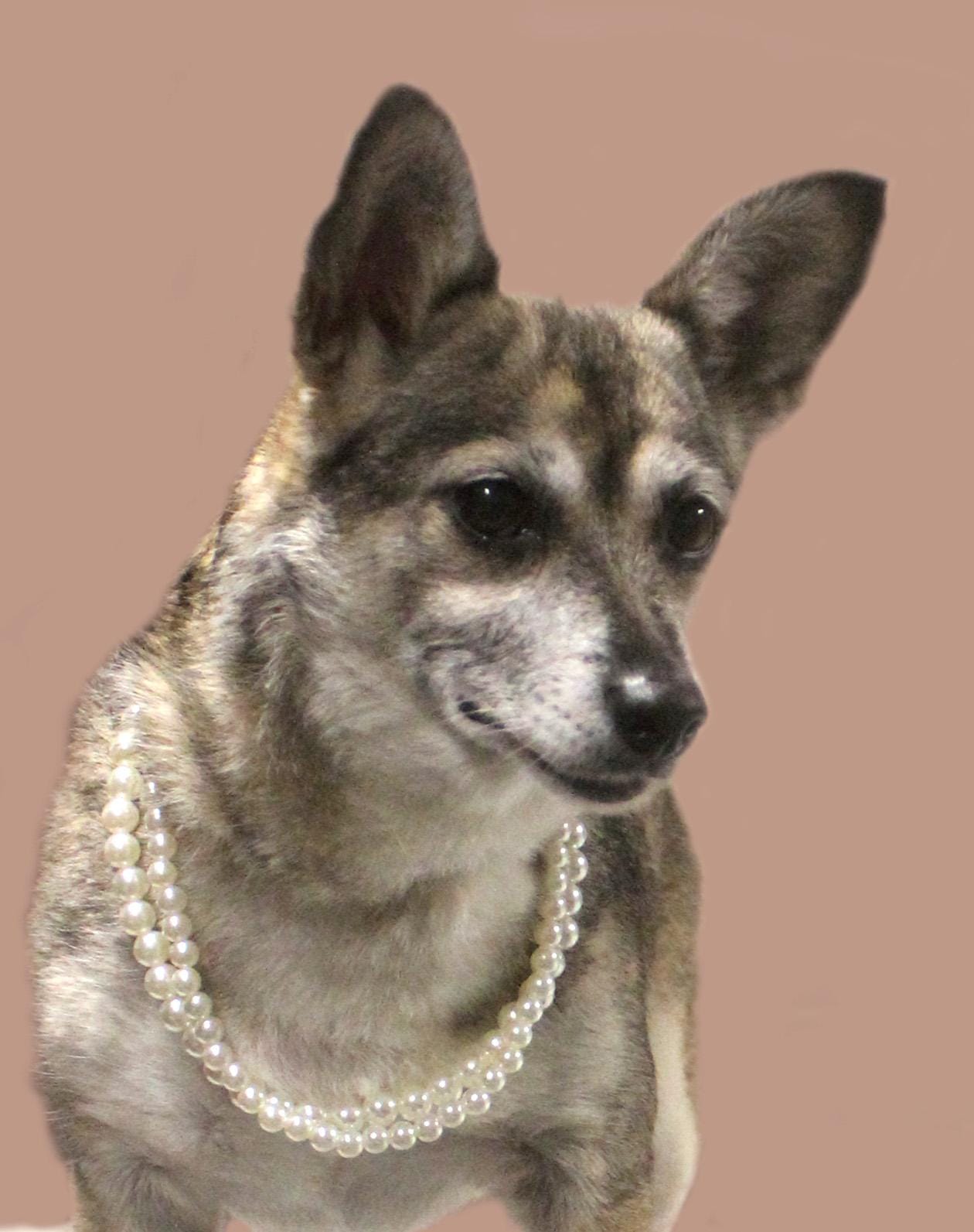 Adopt PRIYA Today - Find Paw Pal