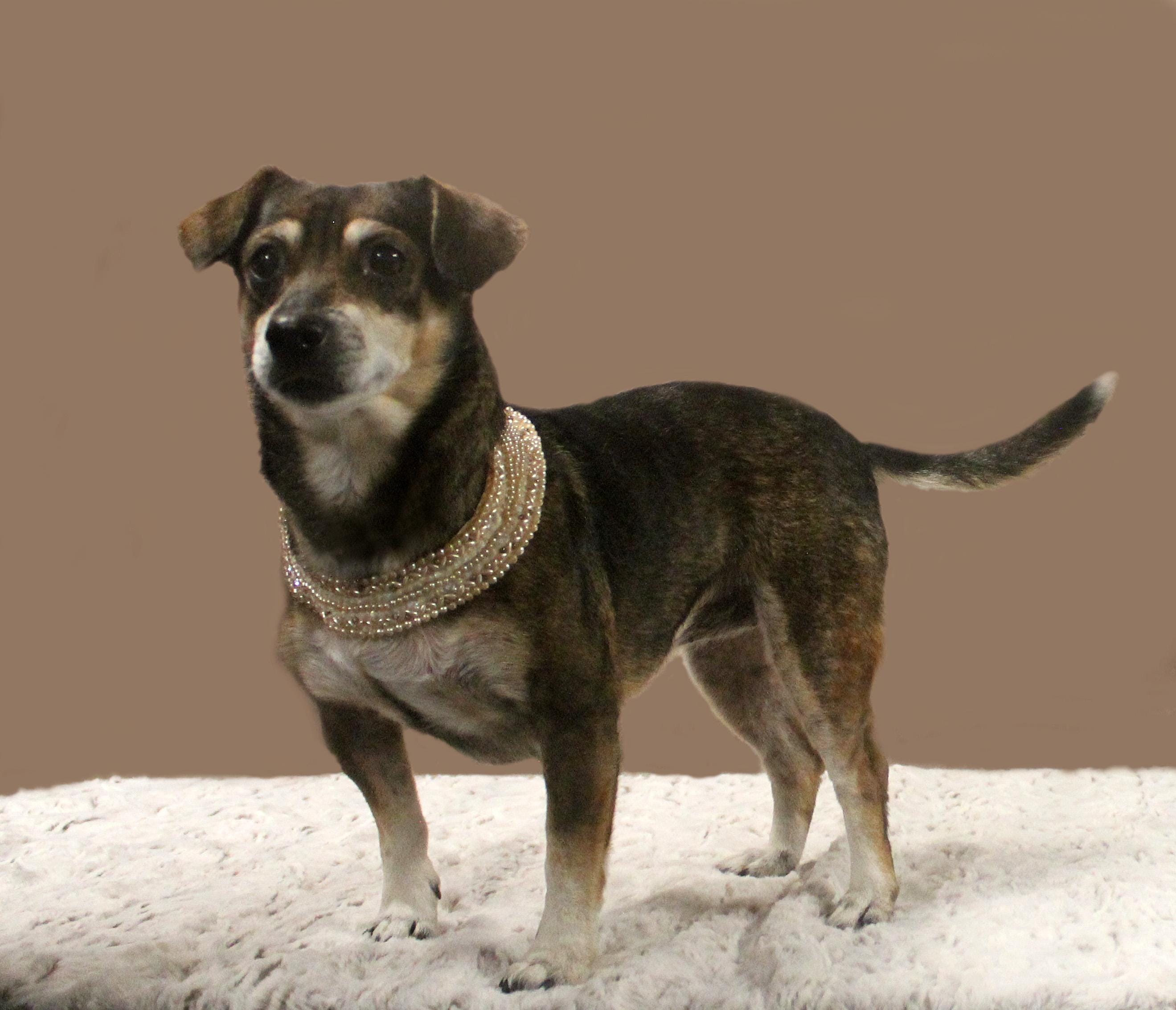 Adopt PRIYA Today - Find Paw Pal