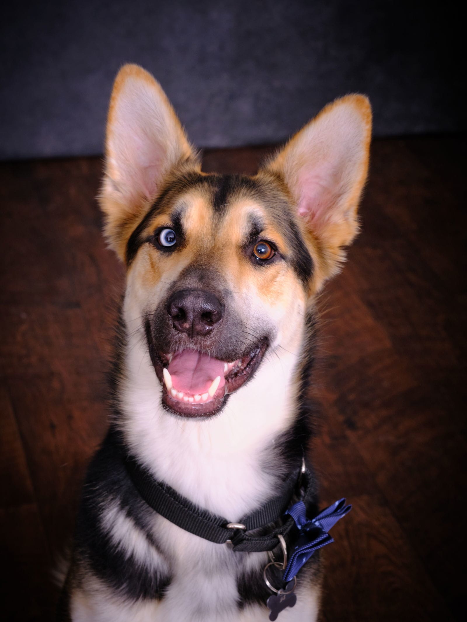 Adopt Jax Today - Find Paw Pal